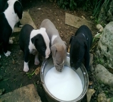 Allevamento e Cuccioli Amstaff a Taranto in Puglia